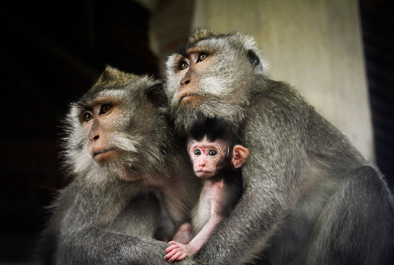 Part-Human Part-Monkey Embryos – The Lariat